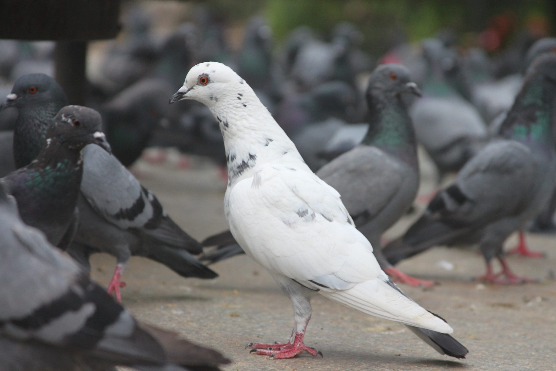 Racing Pigeon Care 101: A Beginner’s Comprehensive Guide – Everyday ...